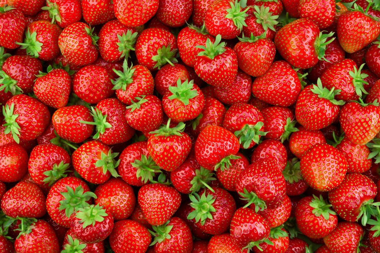 Growing pick your own (PYO)strawberries | Spilmans