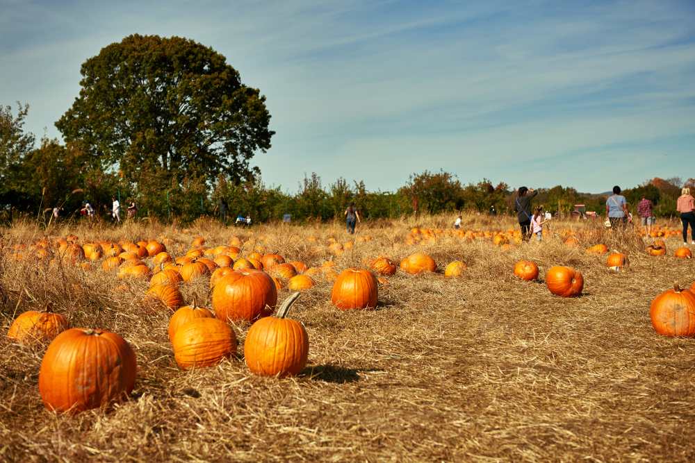 Pumpkin picking facts | Spilmans